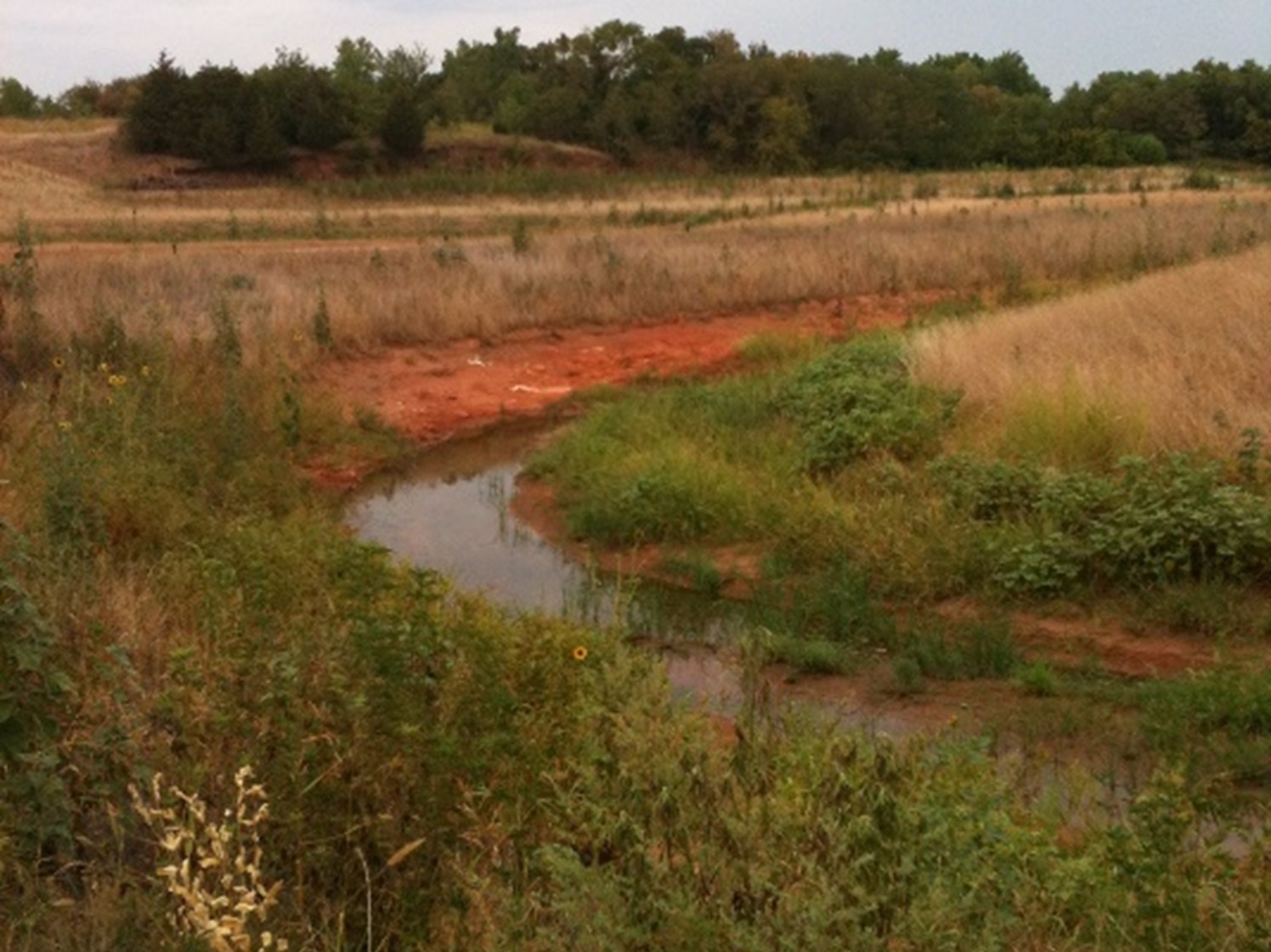 Wetland’s Role in Decarbonization and Sustainability - Weaver ...